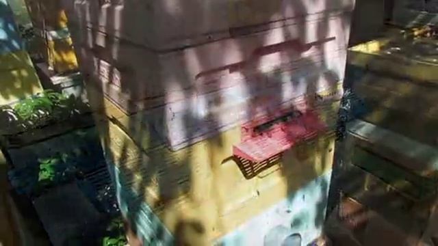 почему на пасеке не бывает весеннего меда а пчелы постоянно роятся , ответы на вопросы , 16.05.2026