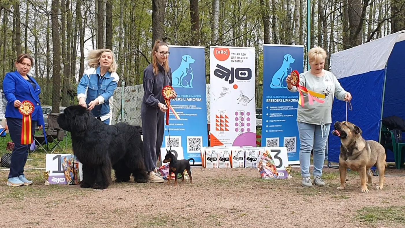 10.05.2026, СПб. Клуб "Кеннел-Клуб СПб". Выставка собак CAC 2 группы FCI