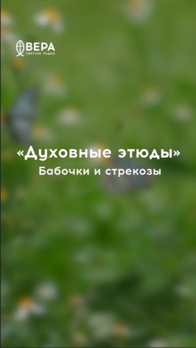 Полёт бабочек — образ милости Божией