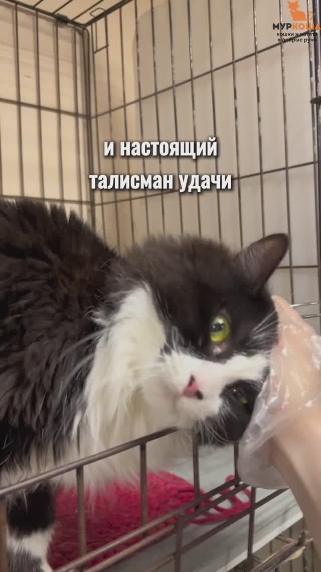 Базилевич ждёт вас в приюте #Муркоша
