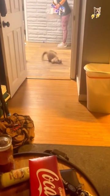Коты хулиганы!😻Веселые котики. Коты хулиганы! Невероятные трюки! #кот #хулиган #трюк #смех #short