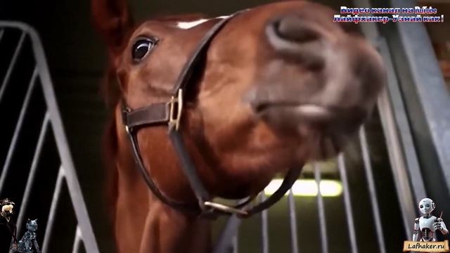 Один День из Жизни Самого Богатого Дубайского Шейха: Погружение в Мир Безграничной Роскоши и Амбиций