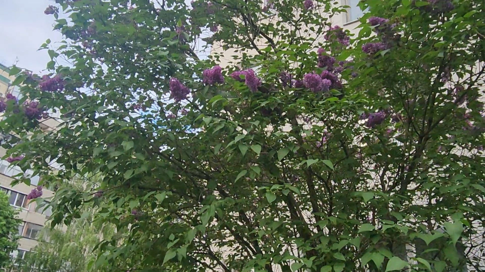 Майский цветущий Белгород 🐈 🌼 🌸🌻🌹🏵 🐈⬛️