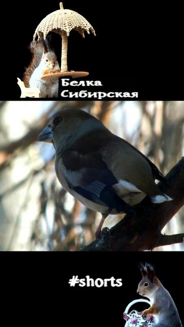 Дубонос меланхоличный
