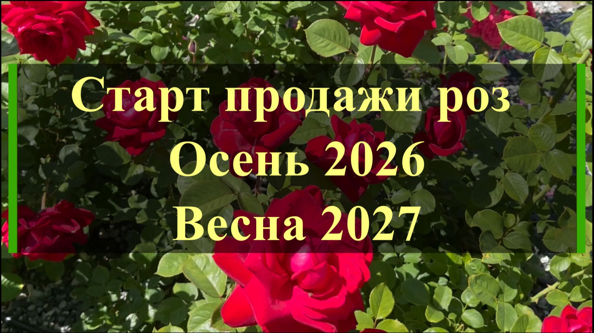 Старт продажи роз: Осень 2026 Весна 2027