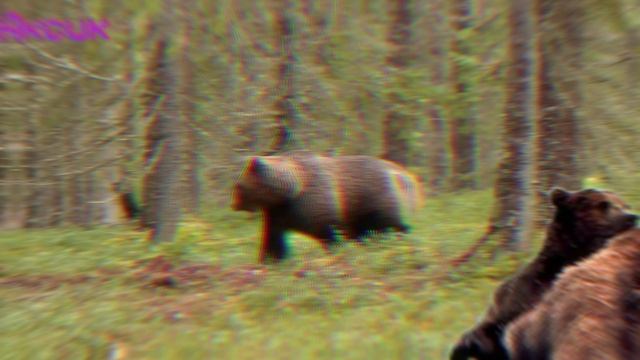 медведи эдит версия №2