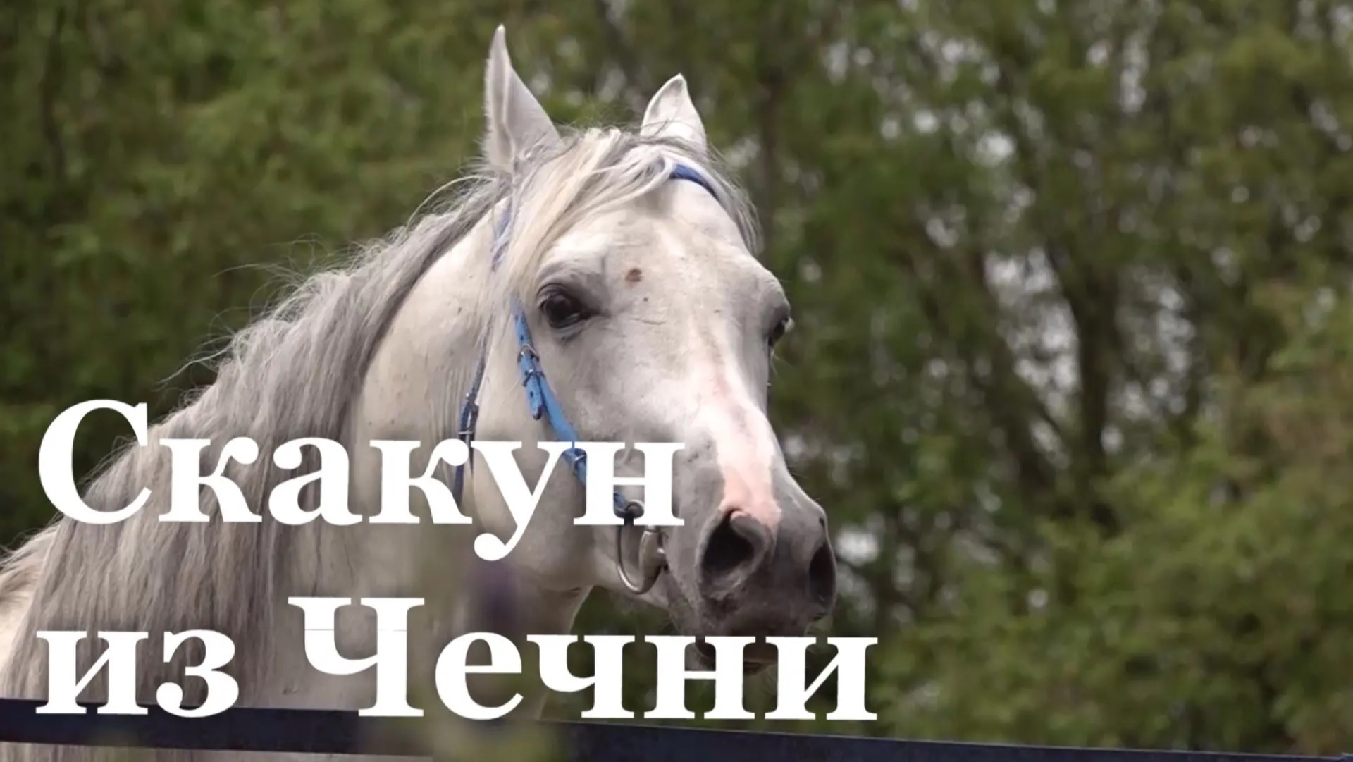 В ЛНР прибыл конь из Чеченской Республики / События недели