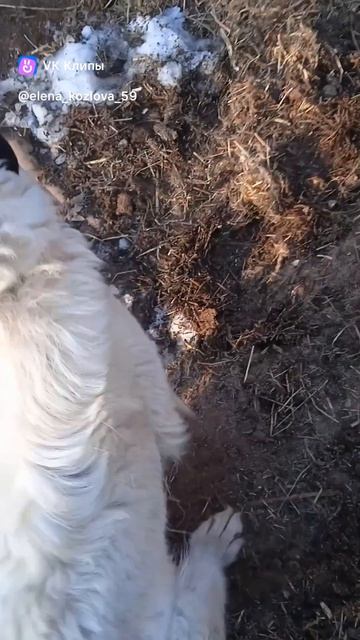 Снег снежок чуток не дождался лета
