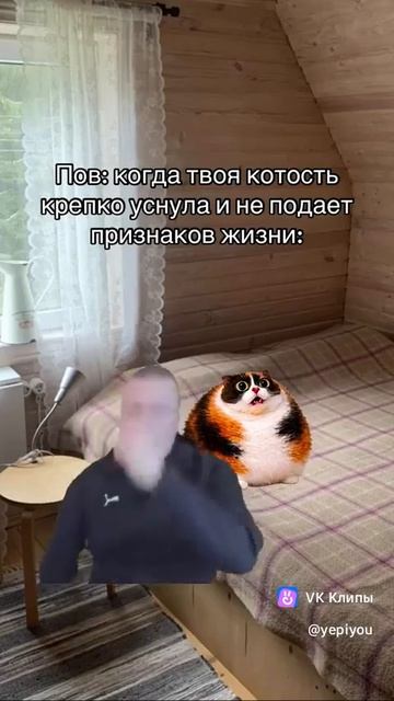 Котость