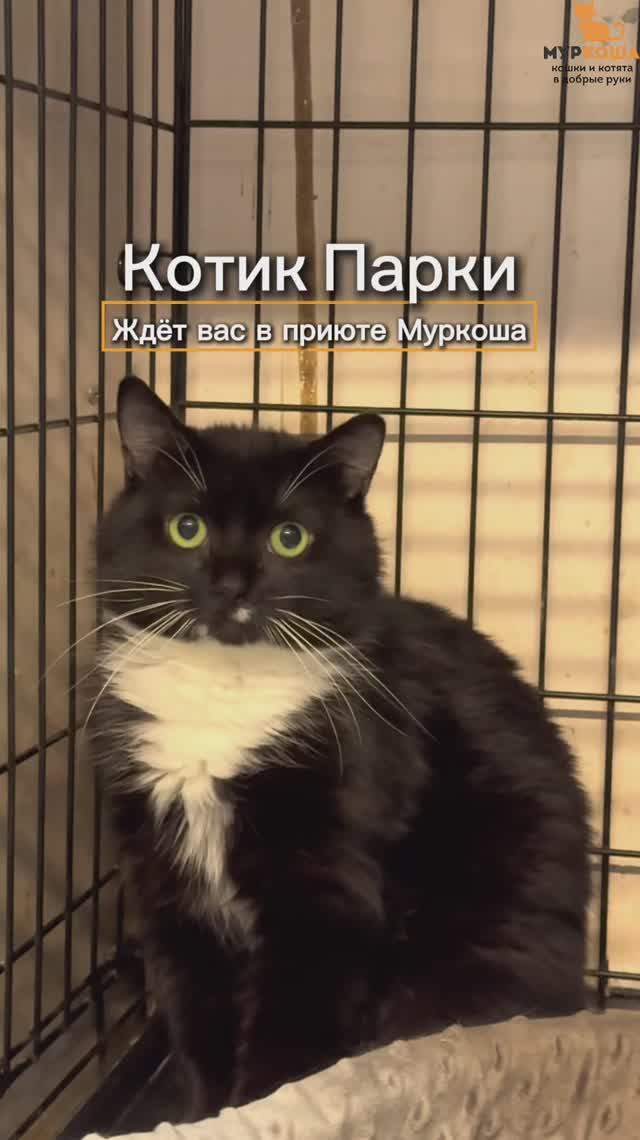 Парки ждёт вас в приюте #Муркоша