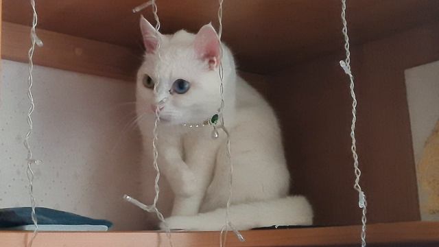 Милка умывается на своей полочке