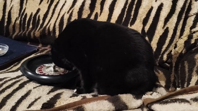 Кот игроман