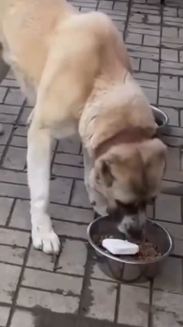 🌿 Наш юный красавец САО Рокки 🍀 дома 🏠❗ Пост в описании 🎥 #сао #собака #алабай #animals #любовь