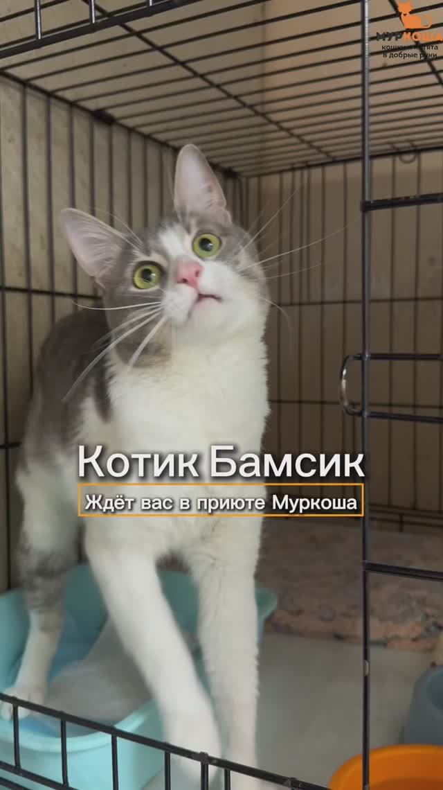Бамсик ждёт вас в приюте #Муркоша