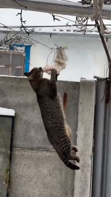 😻 Голодный кот в действии: милота на грани катастрофы!