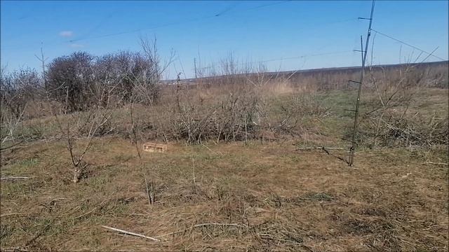 Весенняя ловля певчей птицы ( репела, зеленушки) 2026г