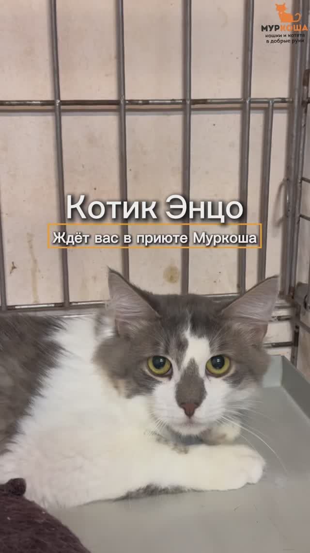Энцо ждёт вас в приюте #Муркоша