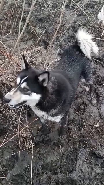 🌊🐟 Рыболовная разведка от Мишани! 🫣😲🤪🐕(17.05.26г)