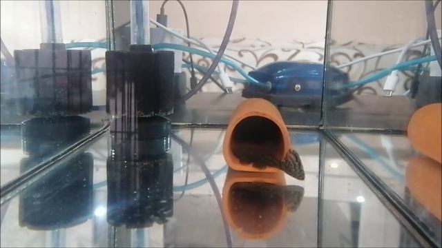 Отнерестились Анциструсы L-393 Мадре де Диос часть 2