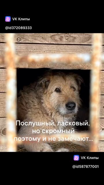 БРЕНДОН - терьеристый красавец серебряного возраста