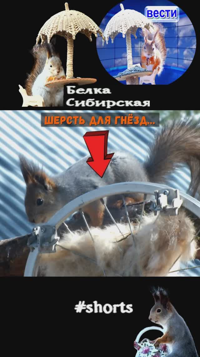 Белка проверяет шерсть для гнезд