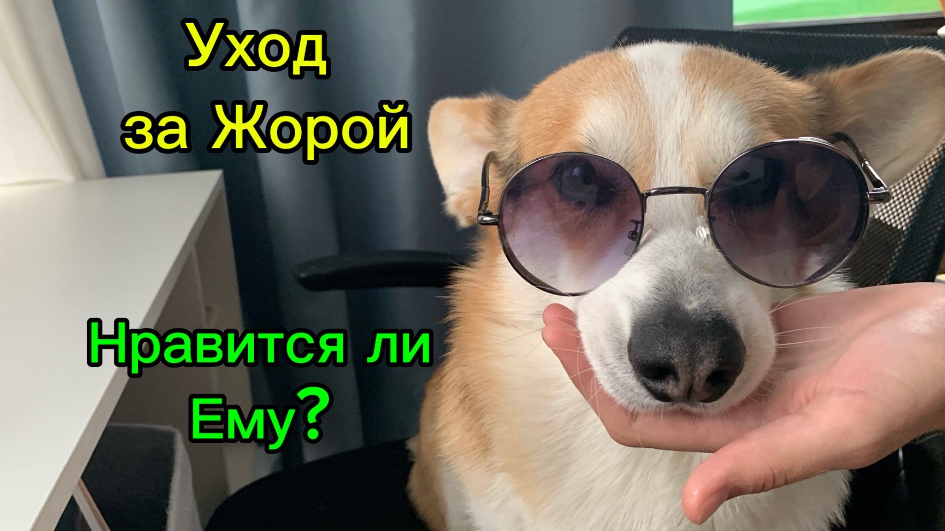 Жизнь собаки как есть, так и живем! #собакадруг #мойпес #радость собака