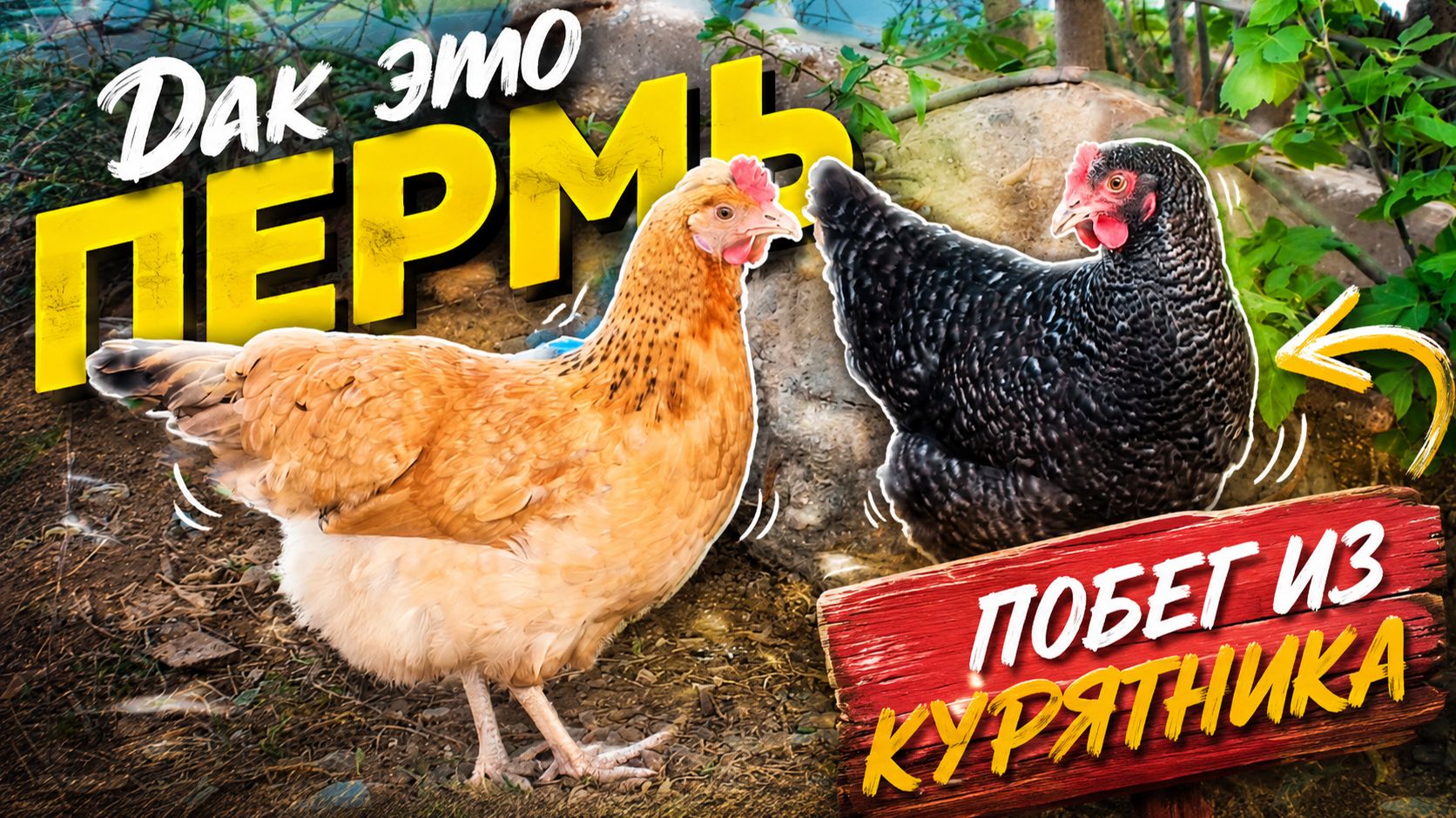 Побег из курятника в Перми
