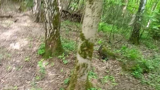 Звуки леса.Птицы