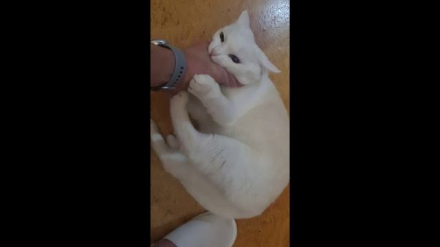 Милкины кусь-бесики