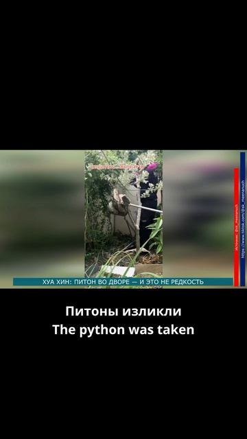ХУАХИН: ПИТОН ВО ДВОРЕ — И ЭТО НЕ РЕДКОСТЬ
