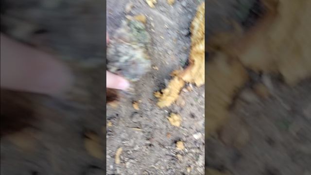Майская охота, часть 2
