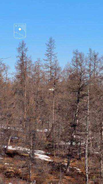 ☀️ Пробуждение Крайнего Севера #гусига #чайкикря #куропатки #крякаемоприроде