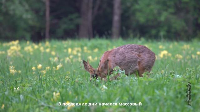 КОСУЛИ В МАЕ. Живее всех живых.
