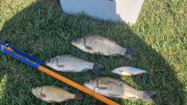 Сегодня с утра маленько порыбачил на поплавок🎣 Прикормка Стерля (Чеснок). Наживка навозный червь.