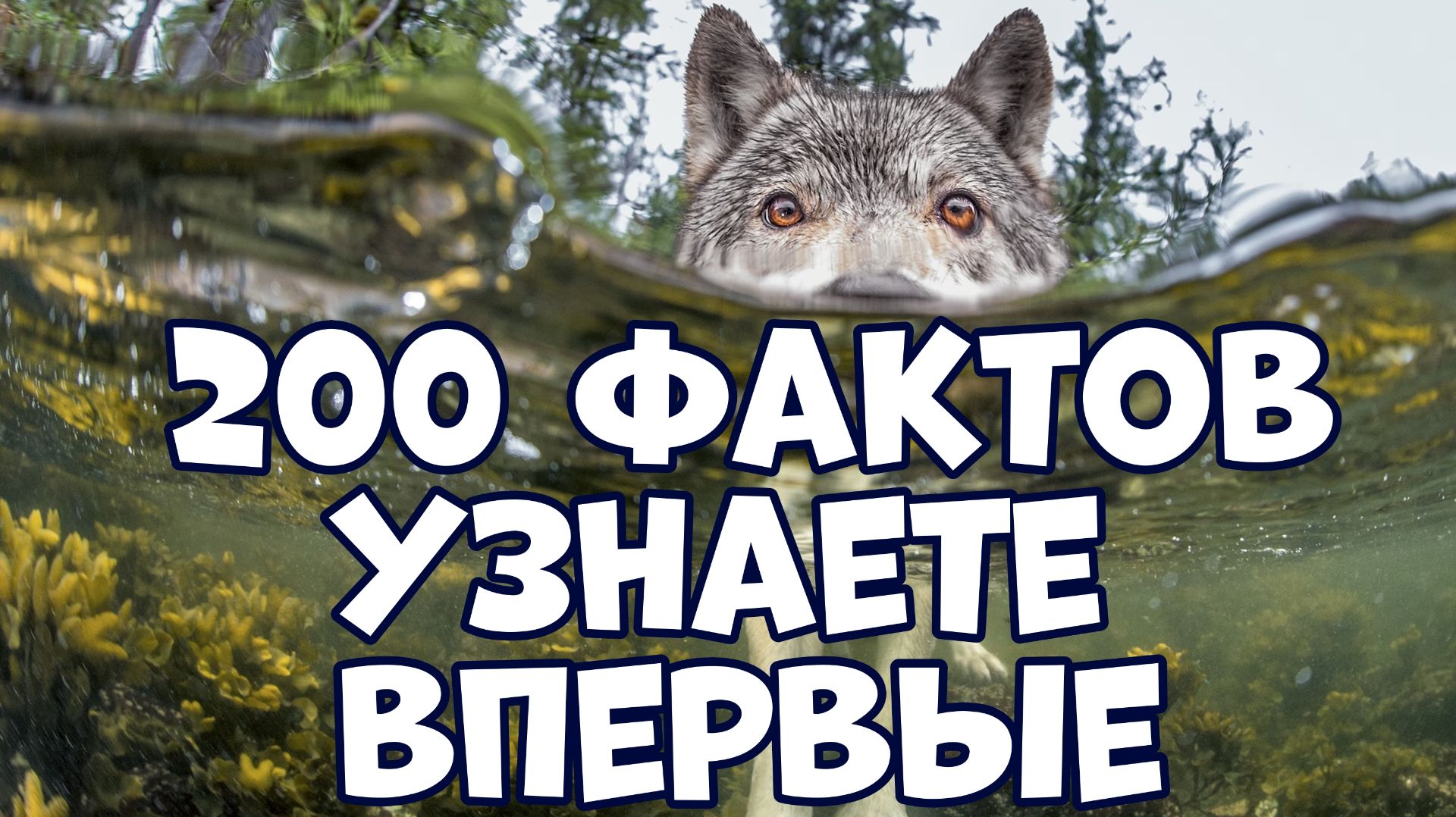 200 ИНТЕРЕСНЫХ ФАКТОВ, КОТОРЫЕ ВЫ УЗНАЕТЕ ВПЕРВЫЕ