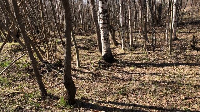 Берёза меняет кору и Принц пастится