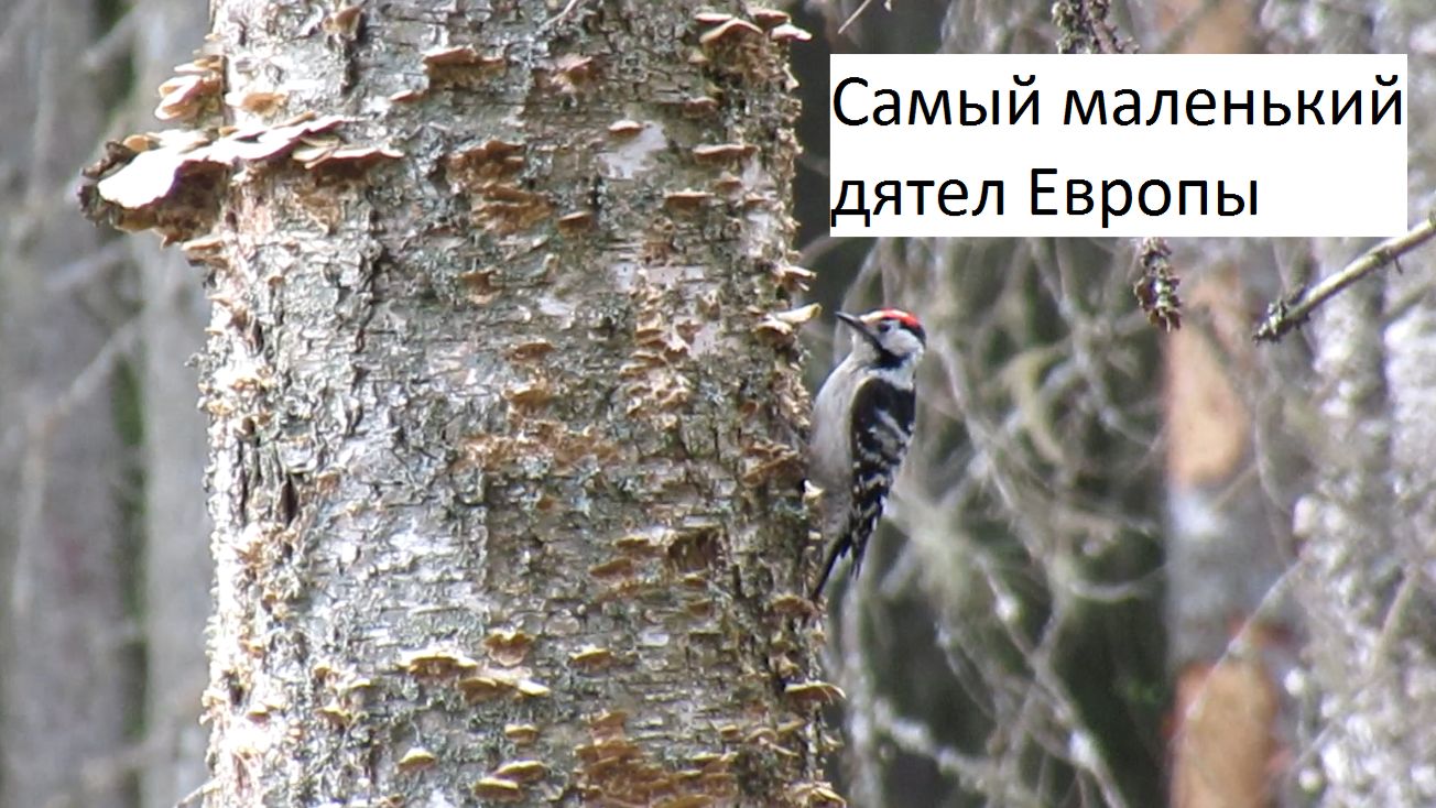 Малый пёстрый дятел ищет жучков в древесных грибах