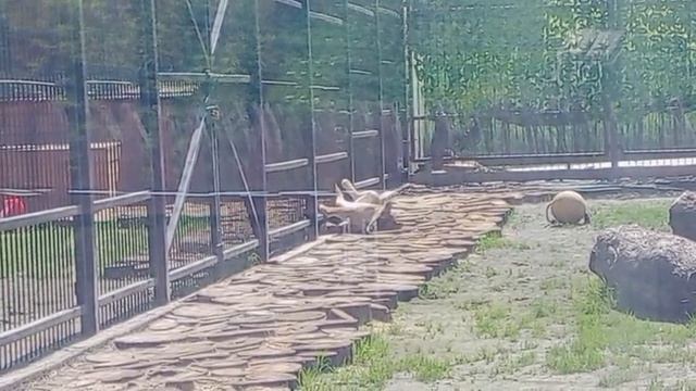 NAYE9974-16.05.2026-Видео от Ивана