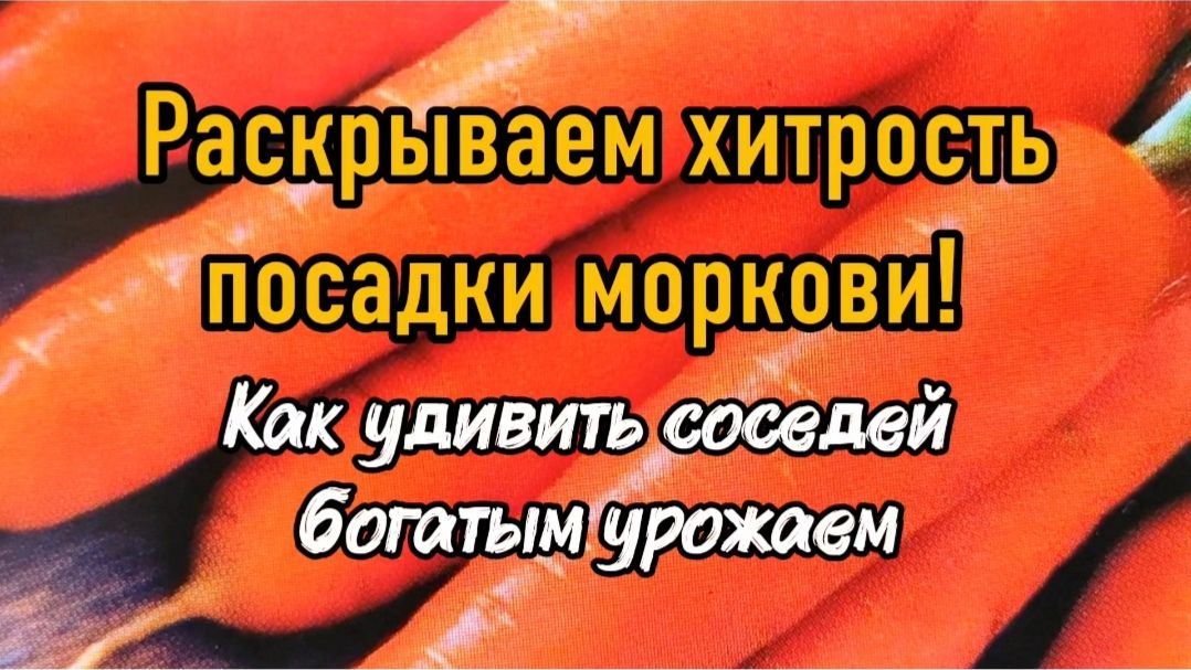Раскрываем хитрость посадки моркови! Как удивить соседей богатым урожаем.