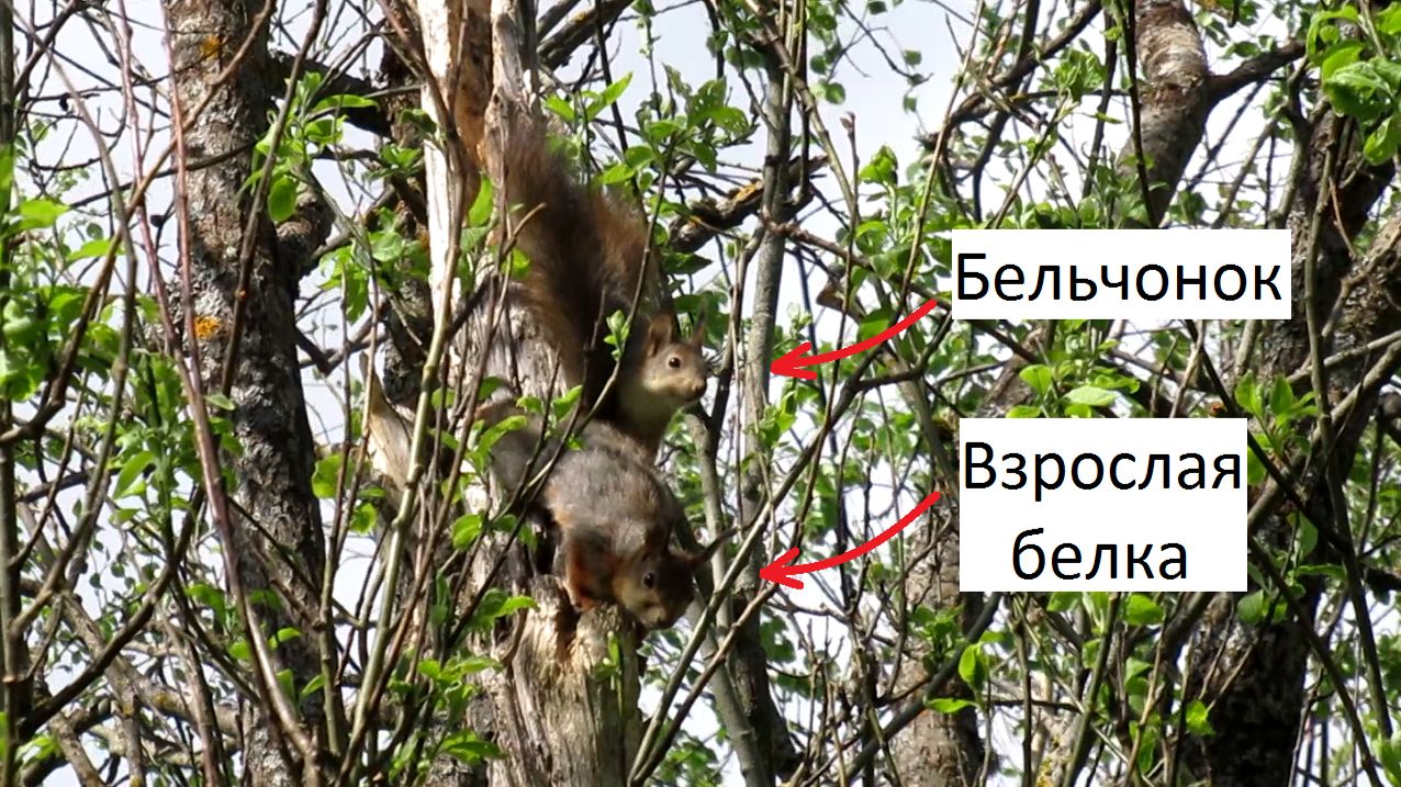 Белка с бельчонком в лесу. Бельчонок отстал от мамы и чуть не свалился с дерева