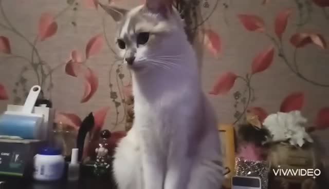 МОИ КОШЕЧКИ и ЛИПКИЙ РОЛИК ДЛЯ СОБИРАНИЯ ШЕРСТИ КОШАЧЬЕЙ