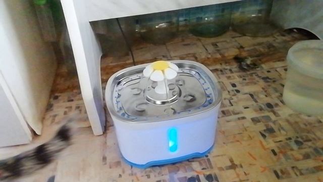 Жизнь у кошек бьет ключом!