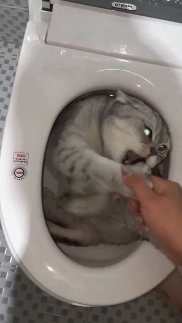 эти коты животные прикол #животные #коты #приколы