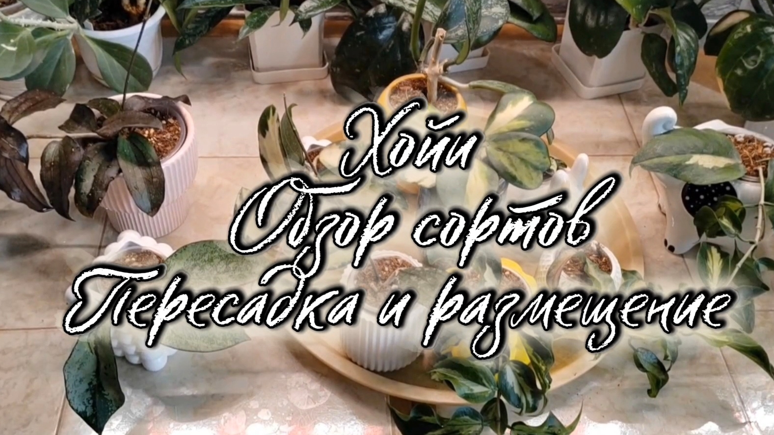 Обзор сортов хойек. Пересадка и размещение в интерьере