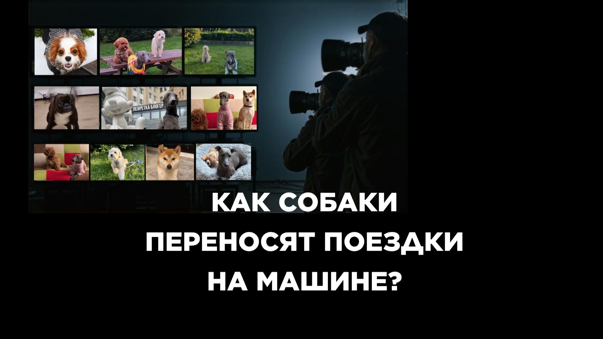 КАК СОБАКИ ПЕРЕНОСЯТ ПОЕЗДКИ НА МАШИНЕ?