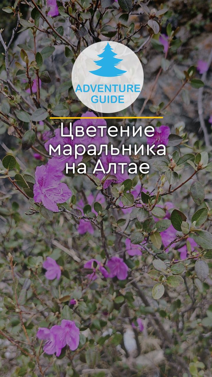 Цветение маральника на Алтае🌸