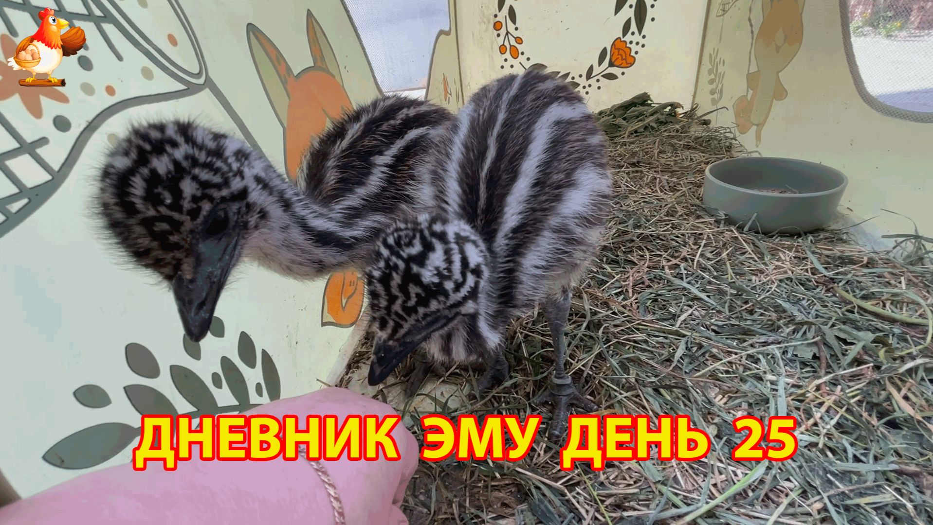 Дневник страусят Эму день 25