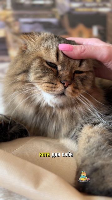 Вдвоем веселее!😸 #котики #юмор #животные