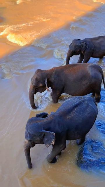 Чудесный воскресный завтрак 🍳 со слонами в джунглях 🐘🌴🇱🇰   #адвайзерытревел @advizors