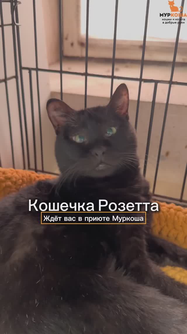 Розетта ждёт вас в приюте #Муркоша